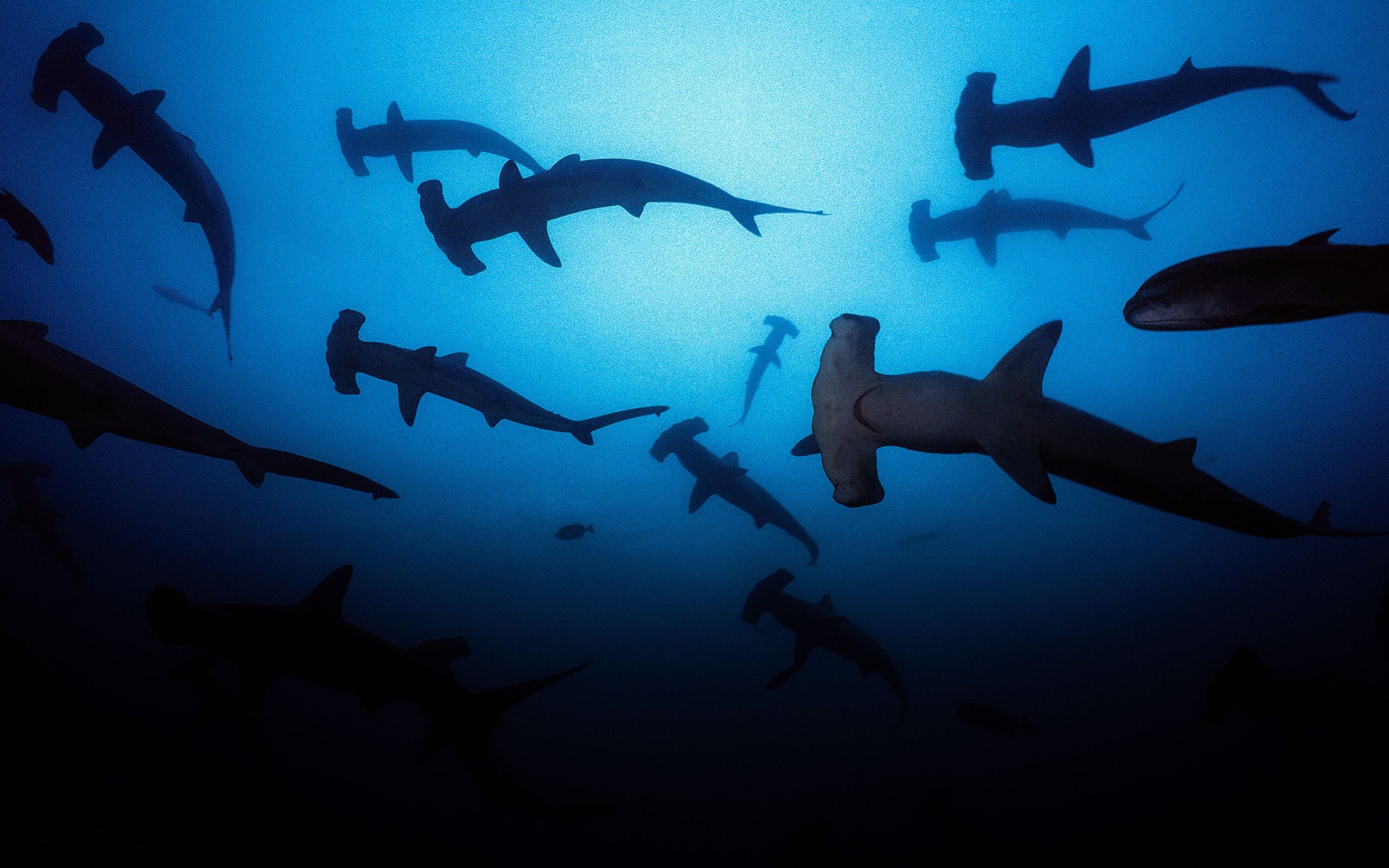 Home - The Open Ocean Group